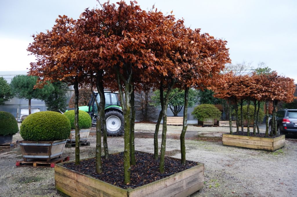 Topiary Hornbeam - Harris Bugg