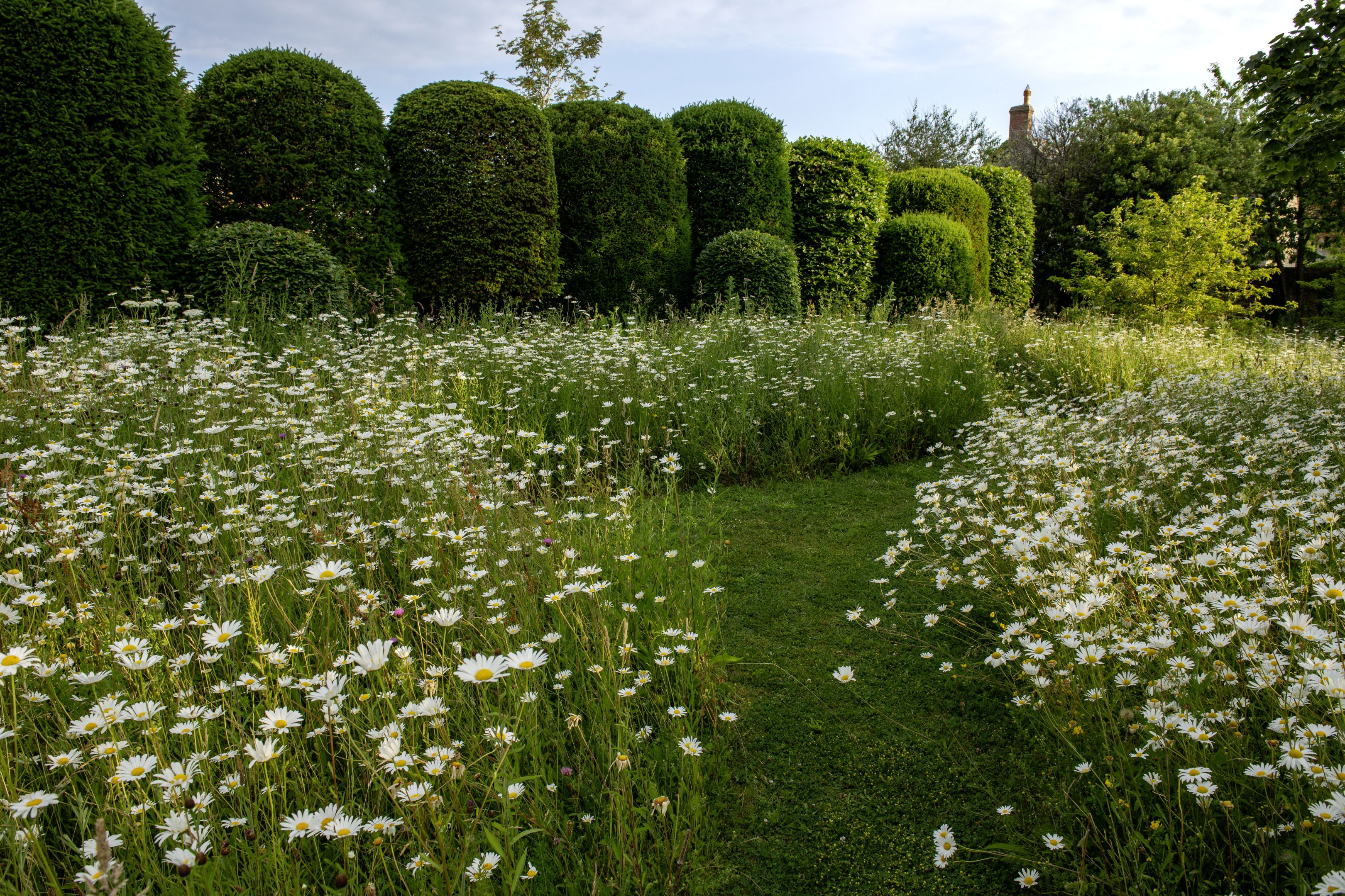 Dorset meadow garden - Harris Bugg